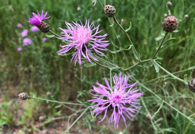 July Brings New Wildflowers #2, Purple – North MN Outdoors