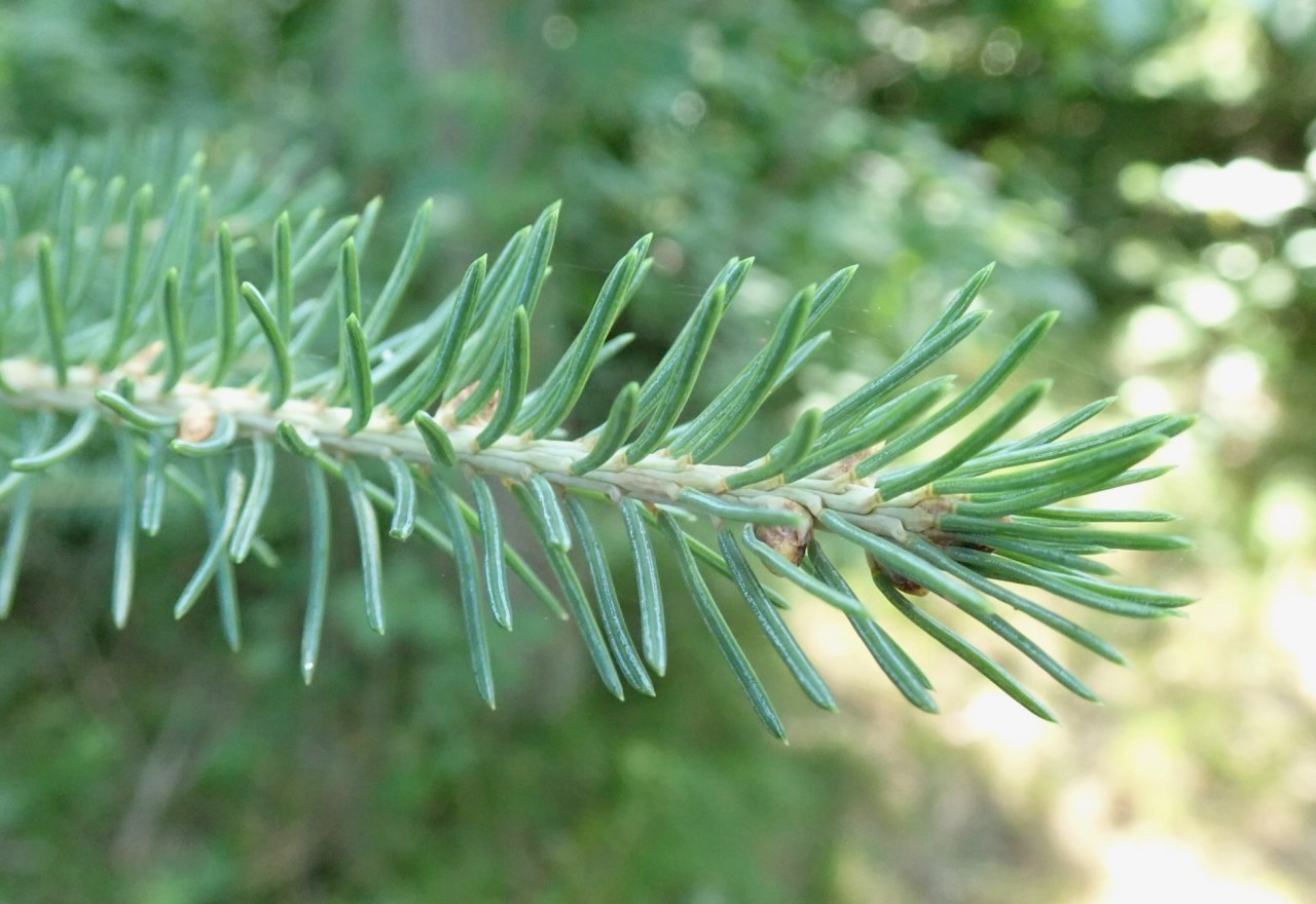Conifers – North MN Outdoors