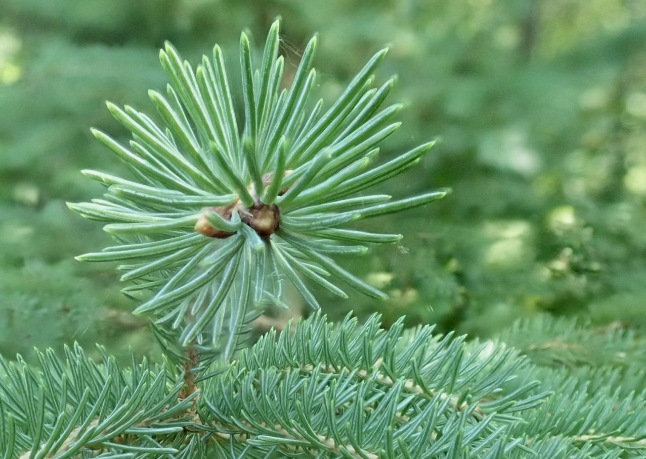 Conifers – North MN Outdoors