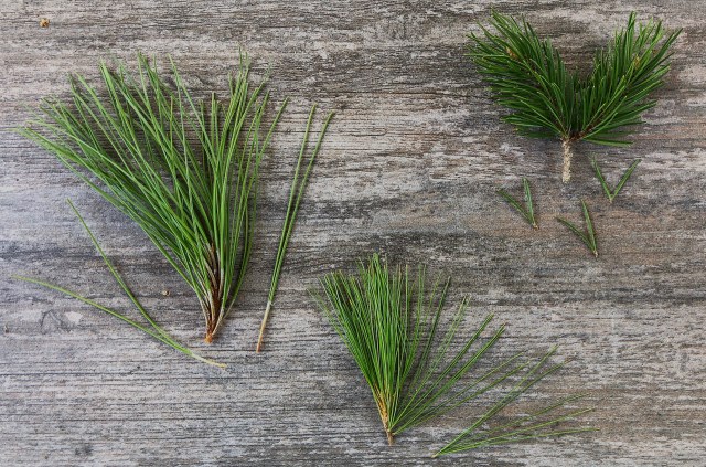 Conifers – North MN Outdoors