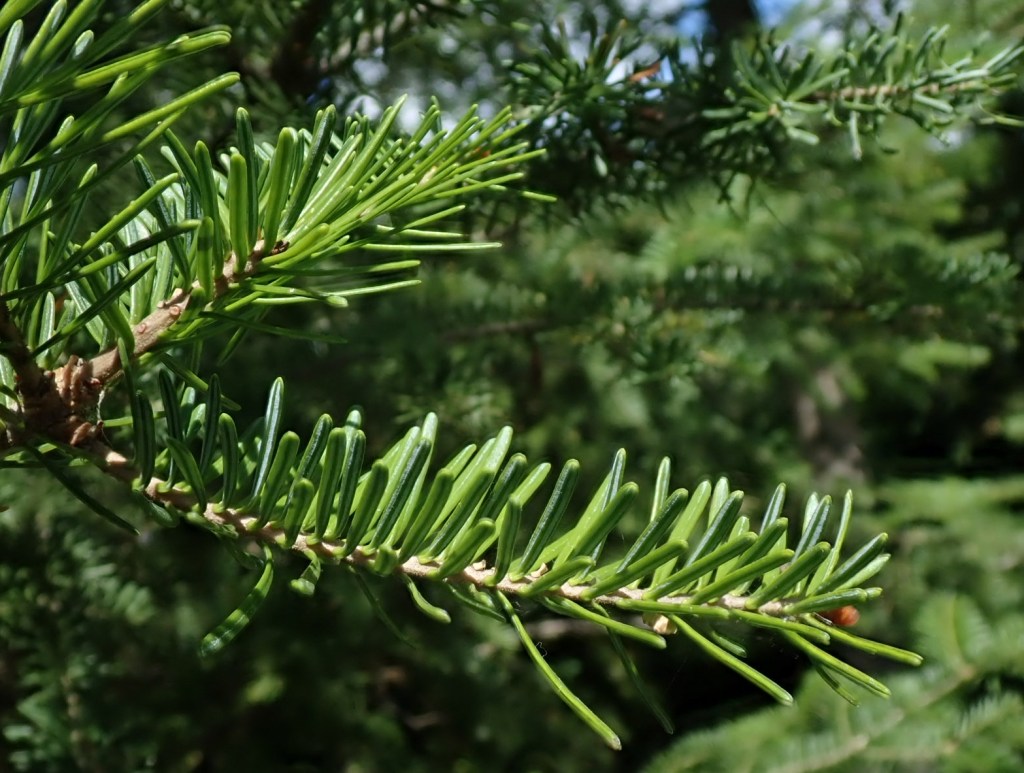 Conifers – North MN Outdoors