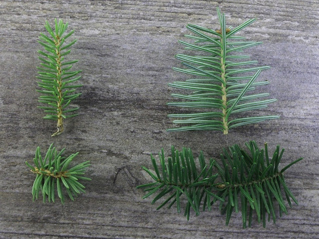 Conifers – North MN Outdoors