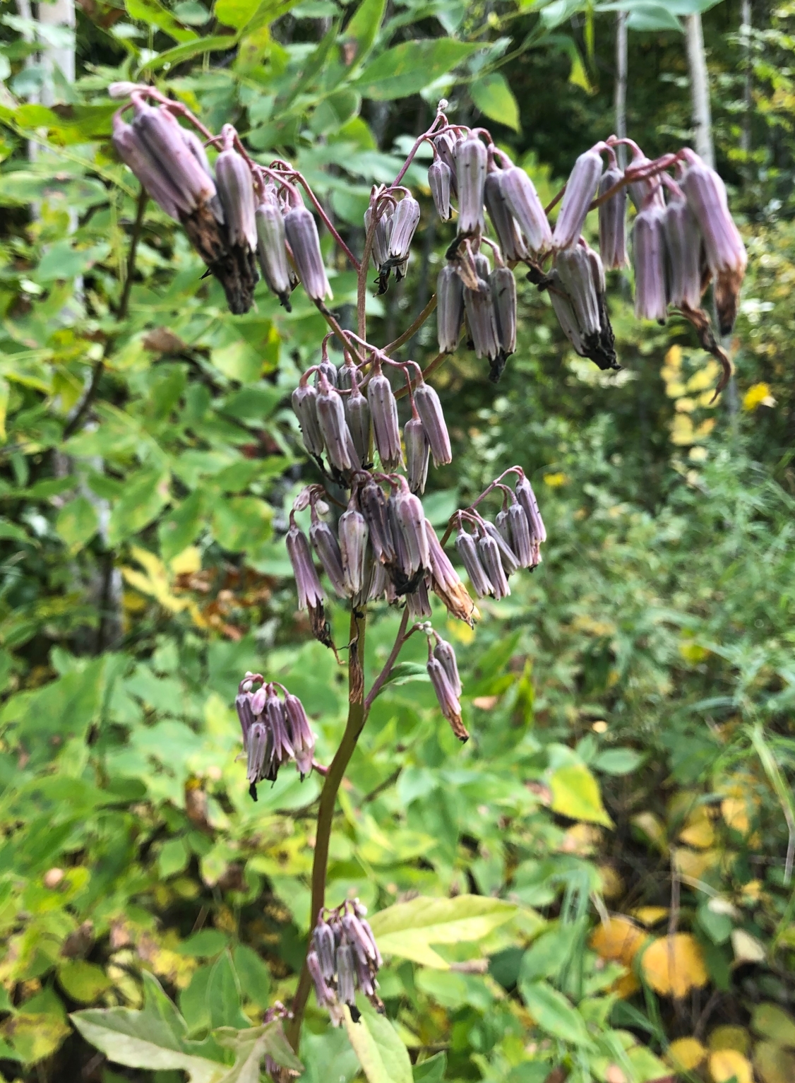 Wildflower Roundup – North MN Outdoors