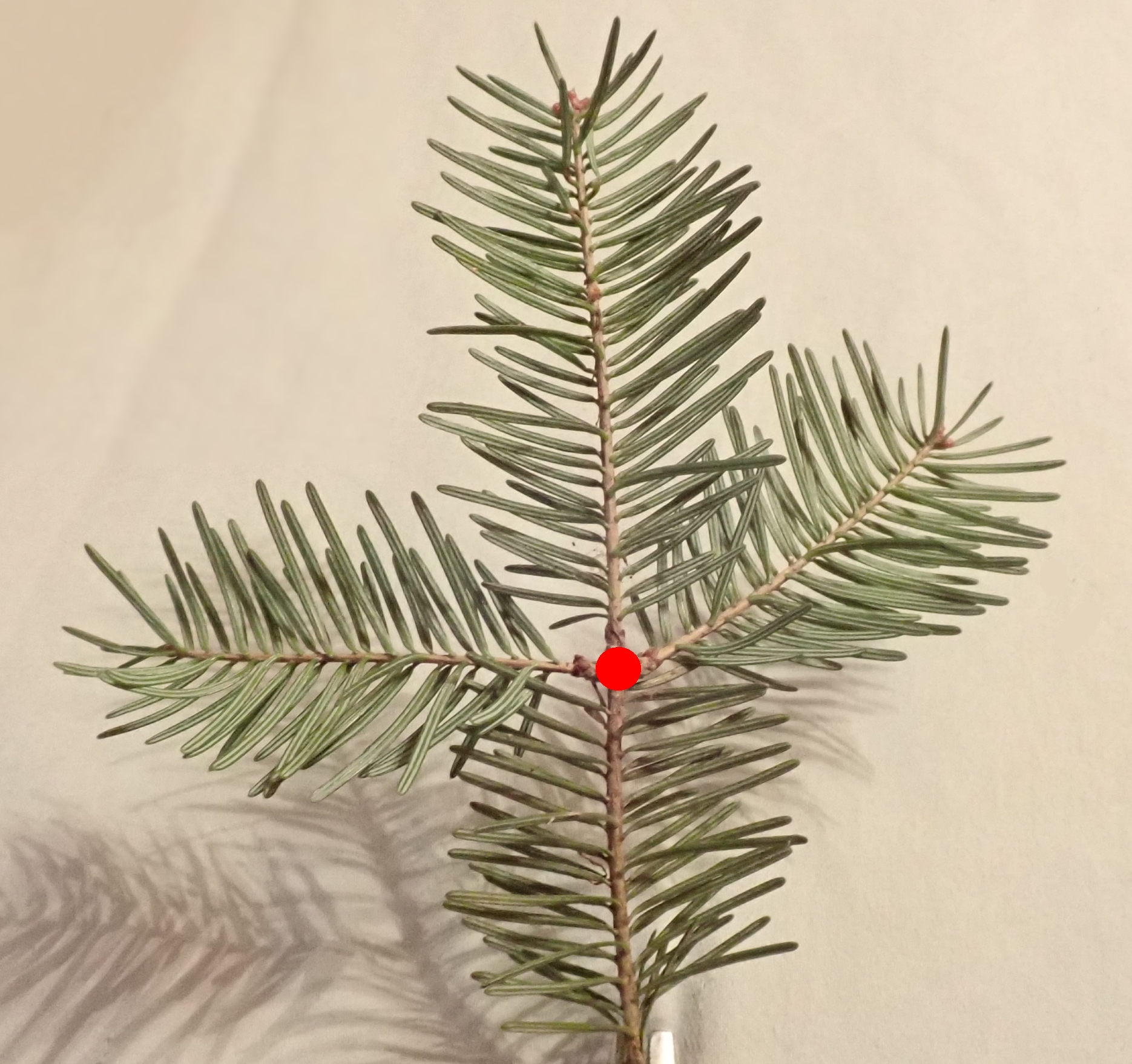 Patterns in Conifer Growth – North MN Outdoors