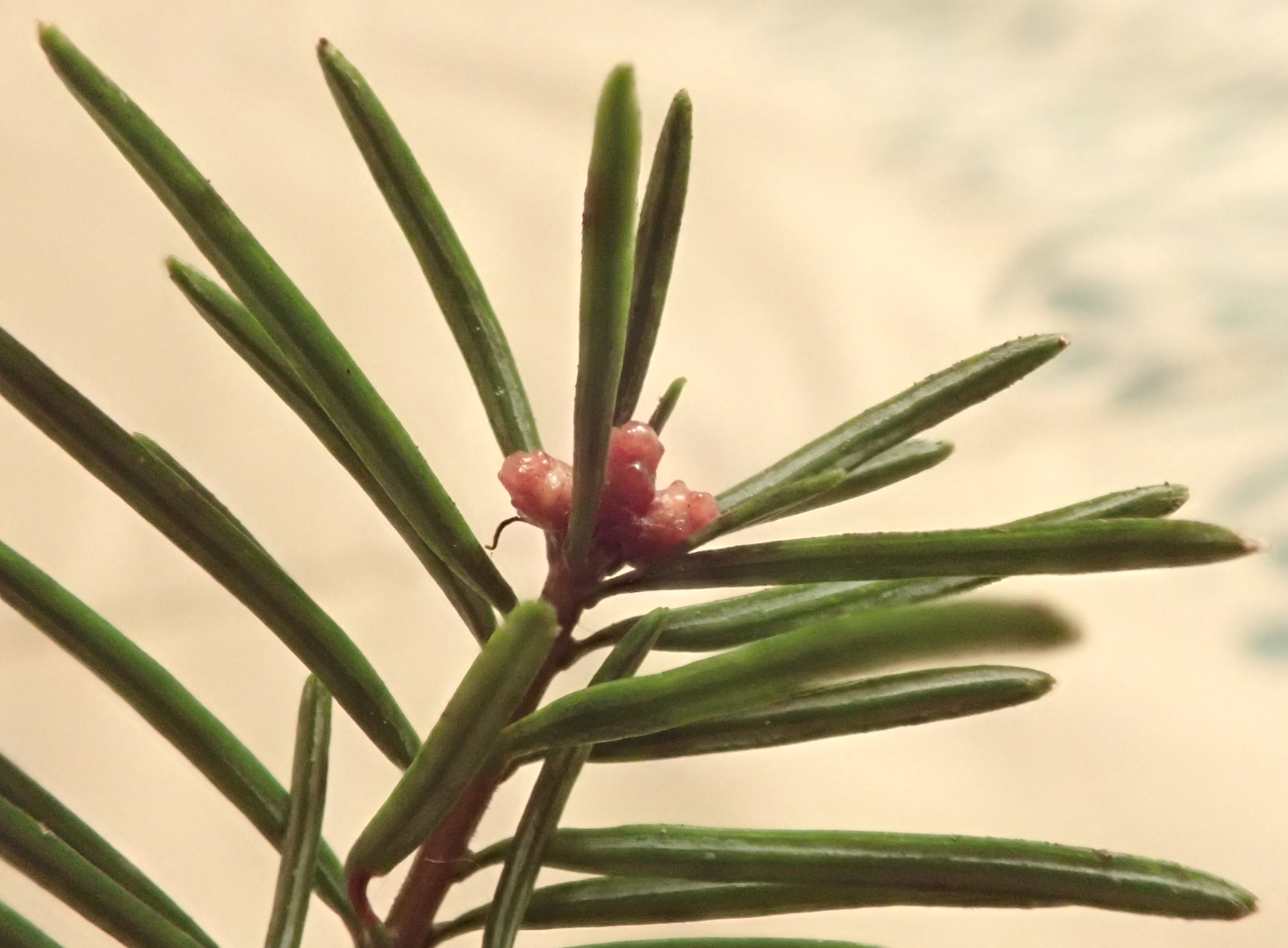 Patterns in Conifer Growth – North MN Outdoors