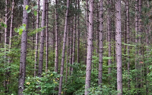 Patterns in Conifer Growth – North MN Outdoors