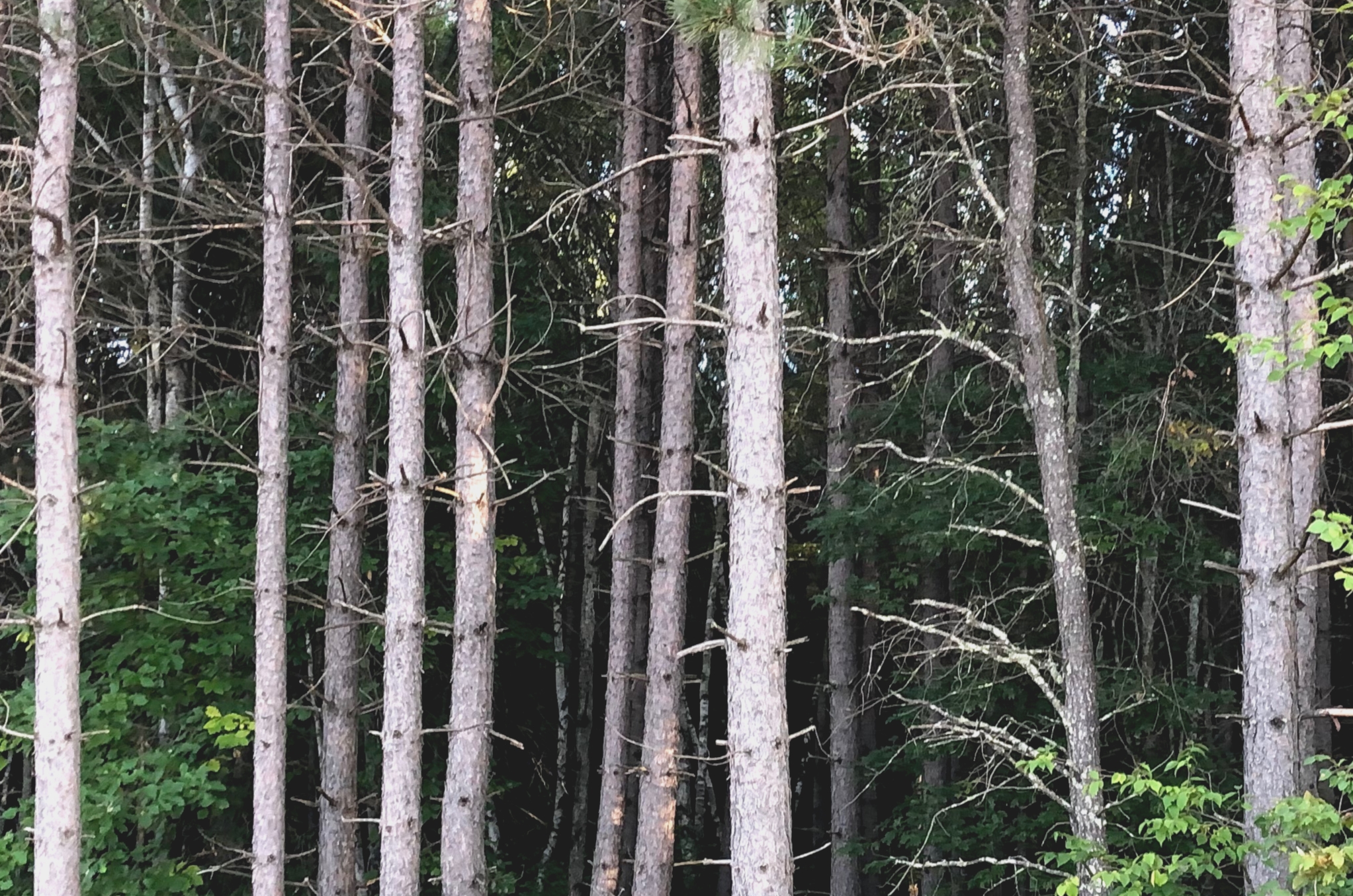 Patterns in Conifer Growth – North MN Outdoors