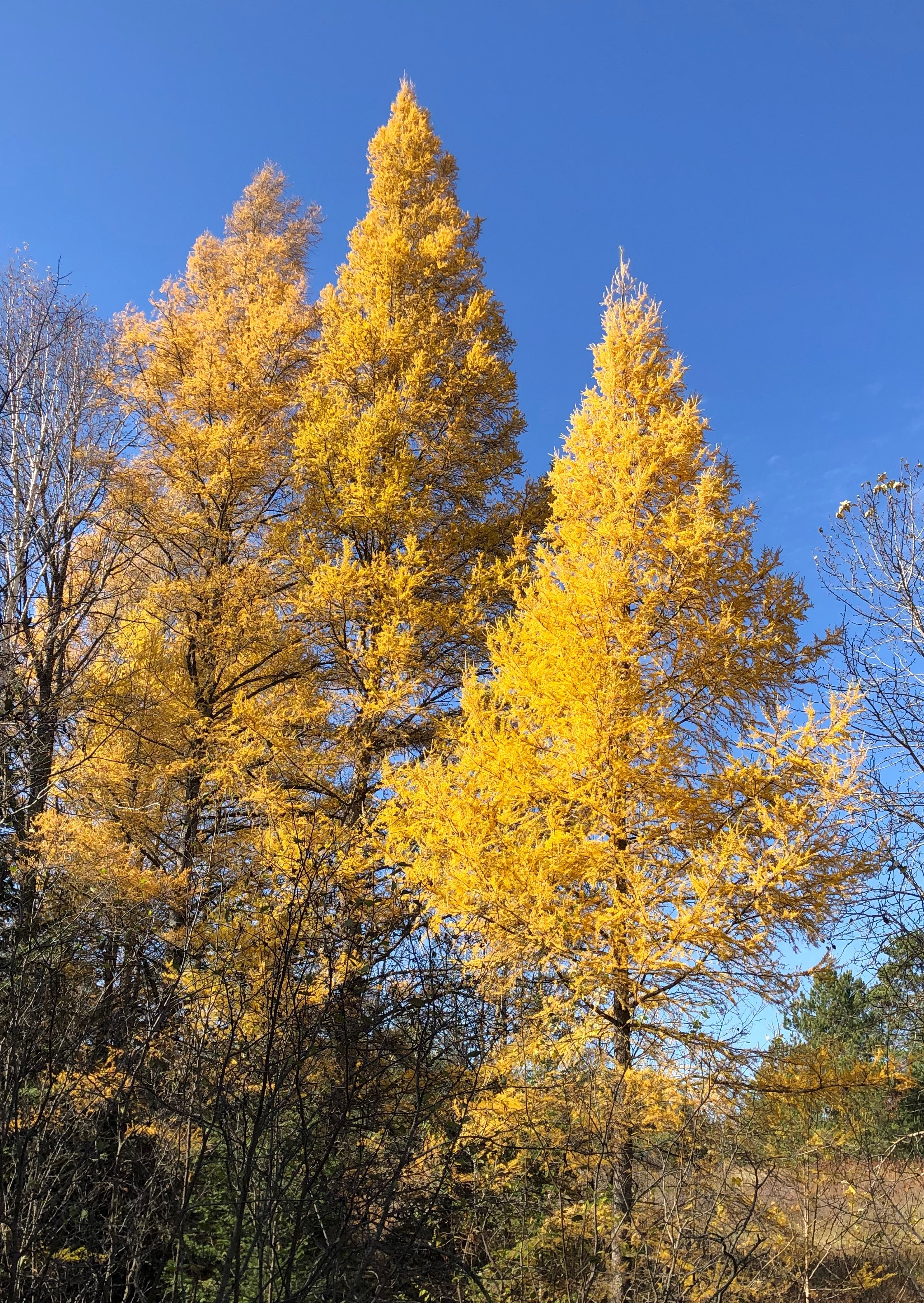 Fall Colors; Tamaracks – North MN Outdoors
