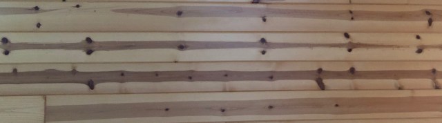 Patterns in Conifer Growth – North MN Outdoors