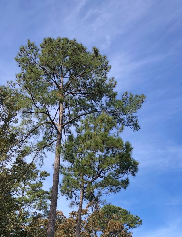 Southern Trees; Pines – North MN Outdoors