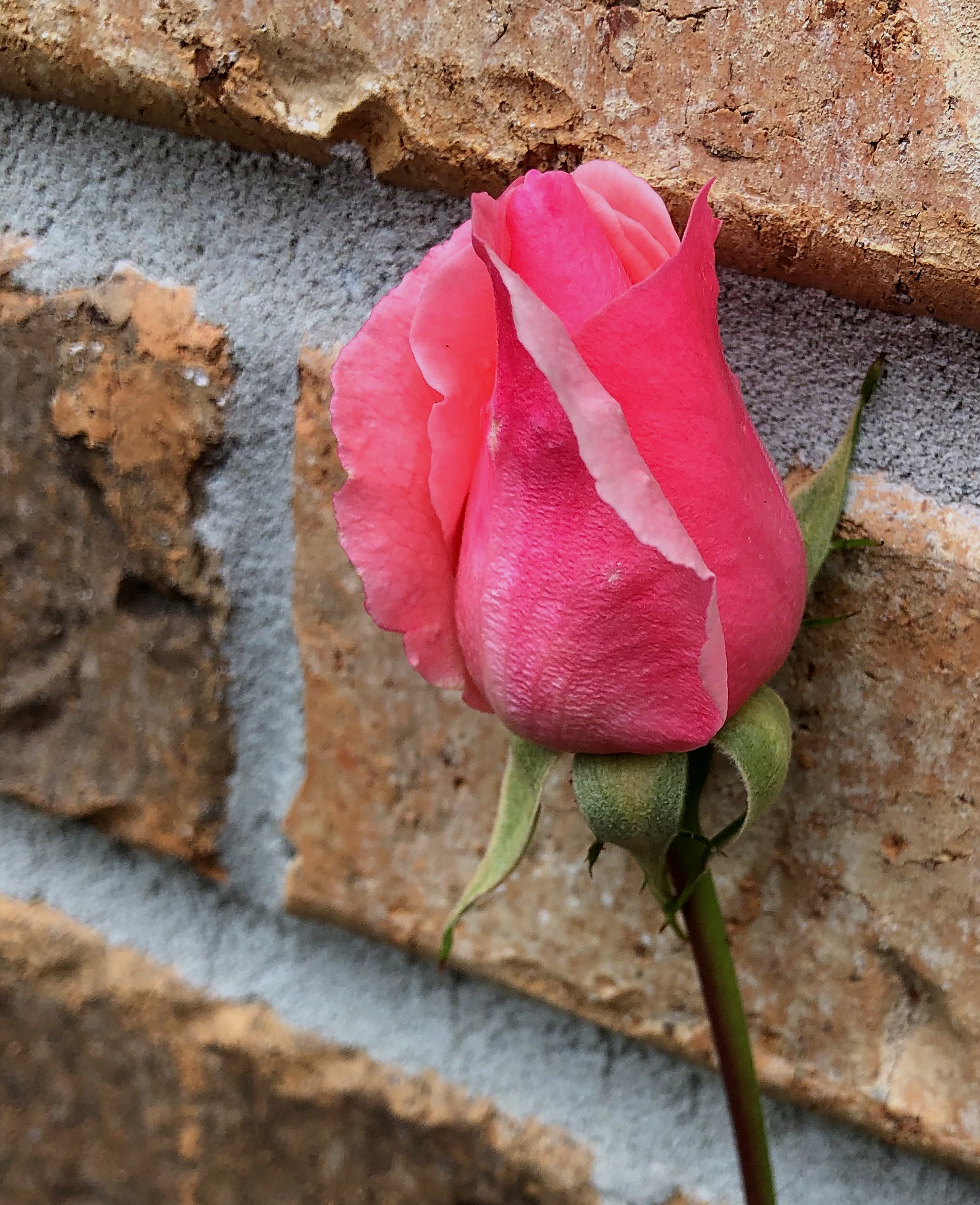 January Rose – North MN Outdoors