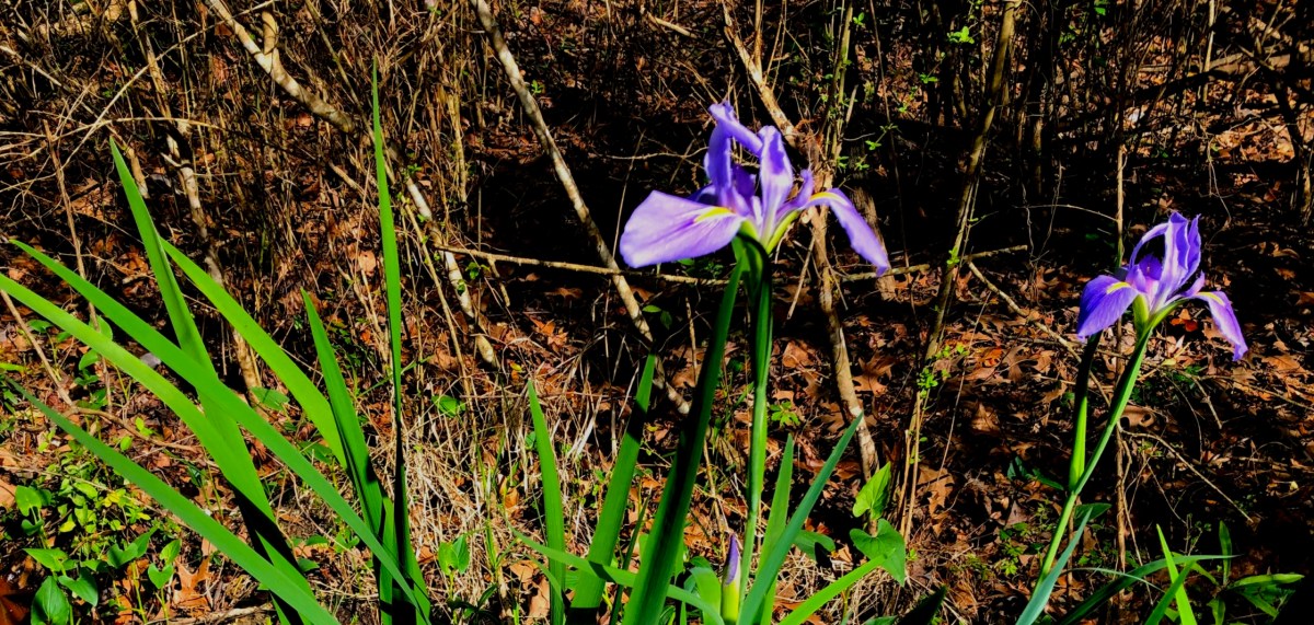 Louisiana Spring #2 – North MN Outdoors