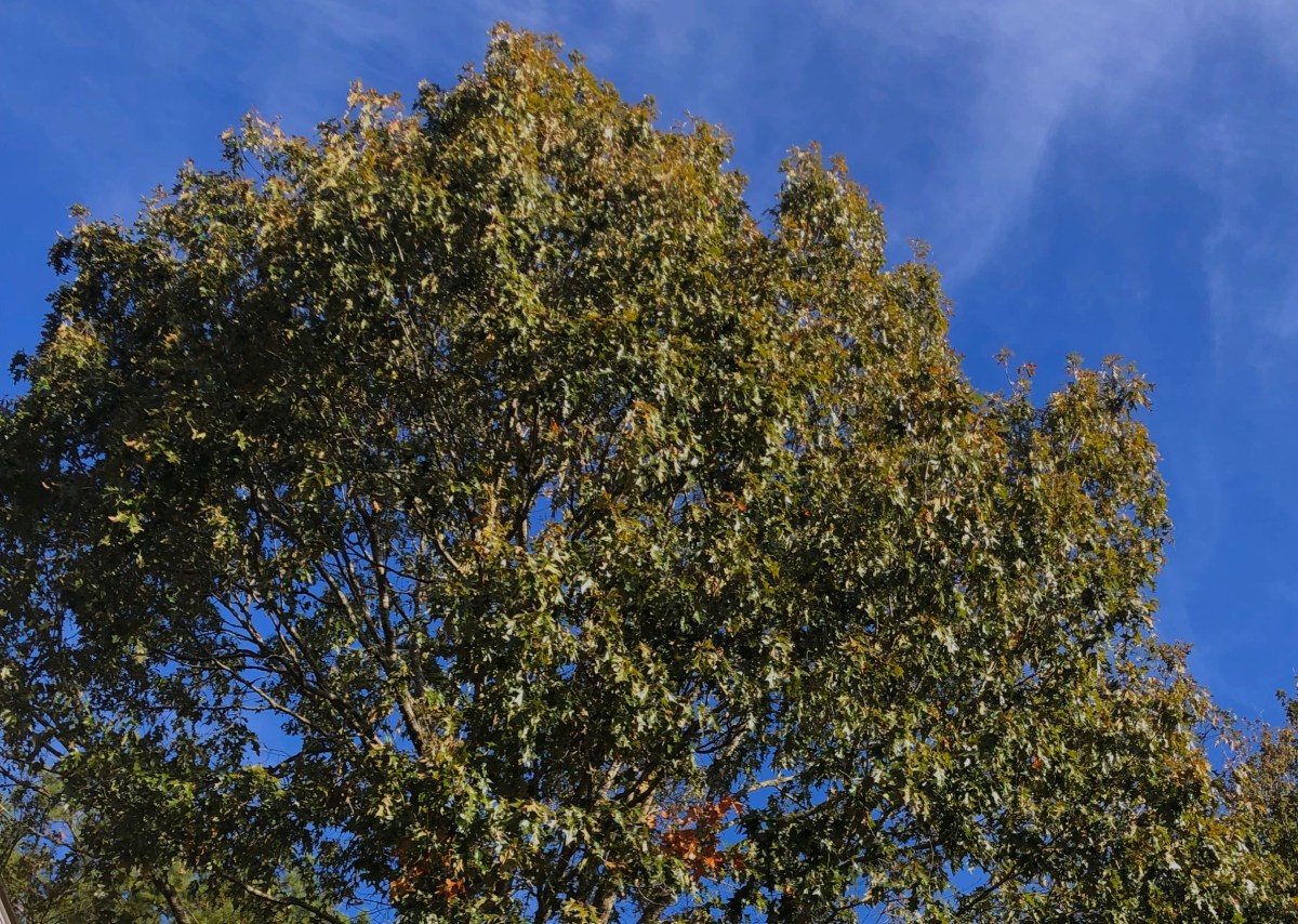 Cherrybark Oak – North MN Outdoors