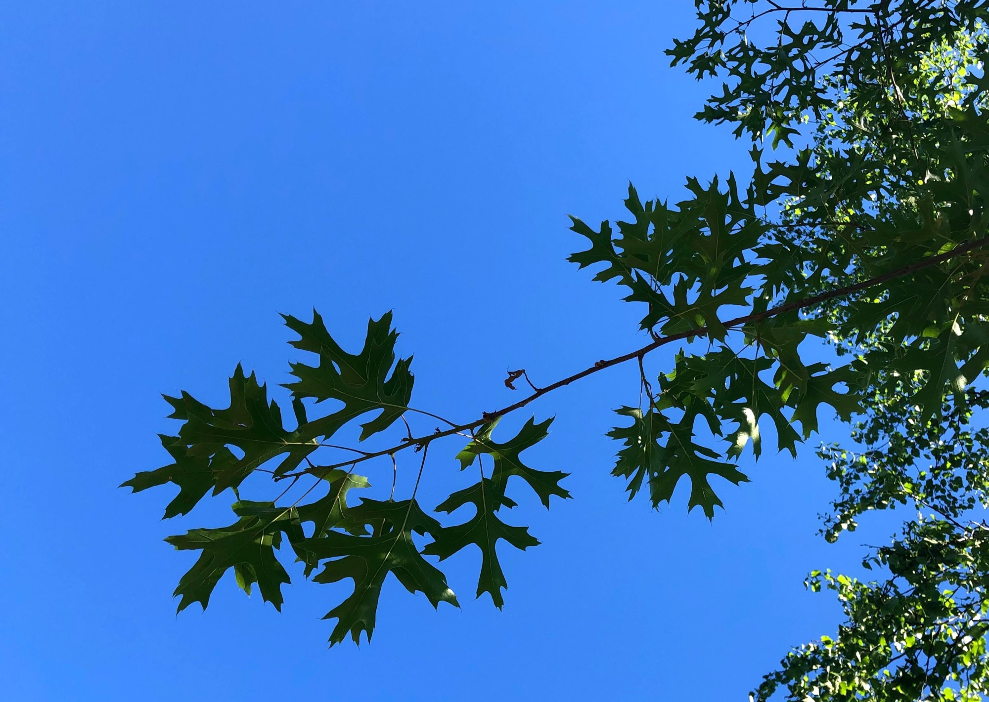 Oaks of Northern Minnesota – North MN Outdoors