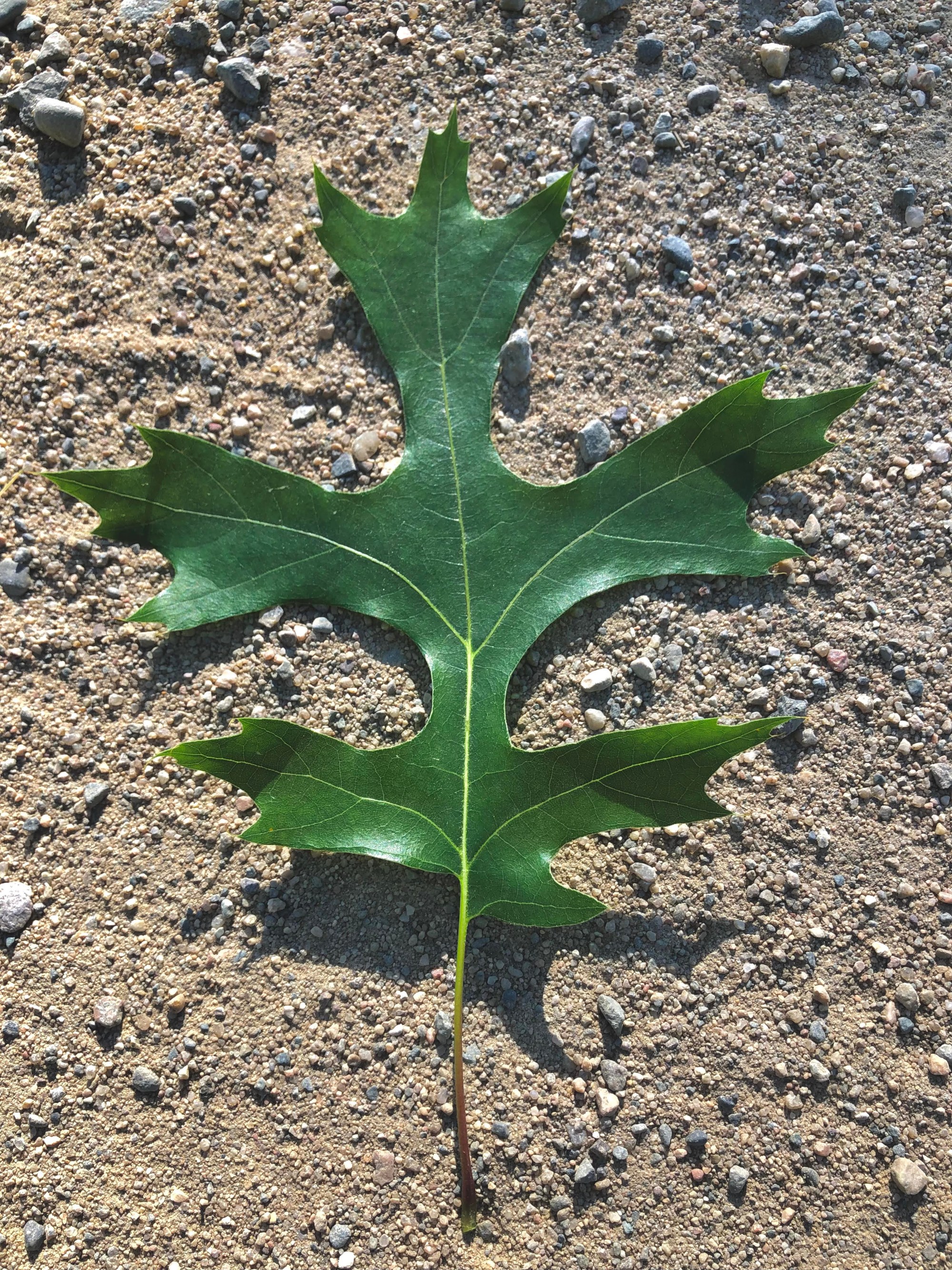 Oaks of Northern Minnesota – North MN Outdoors