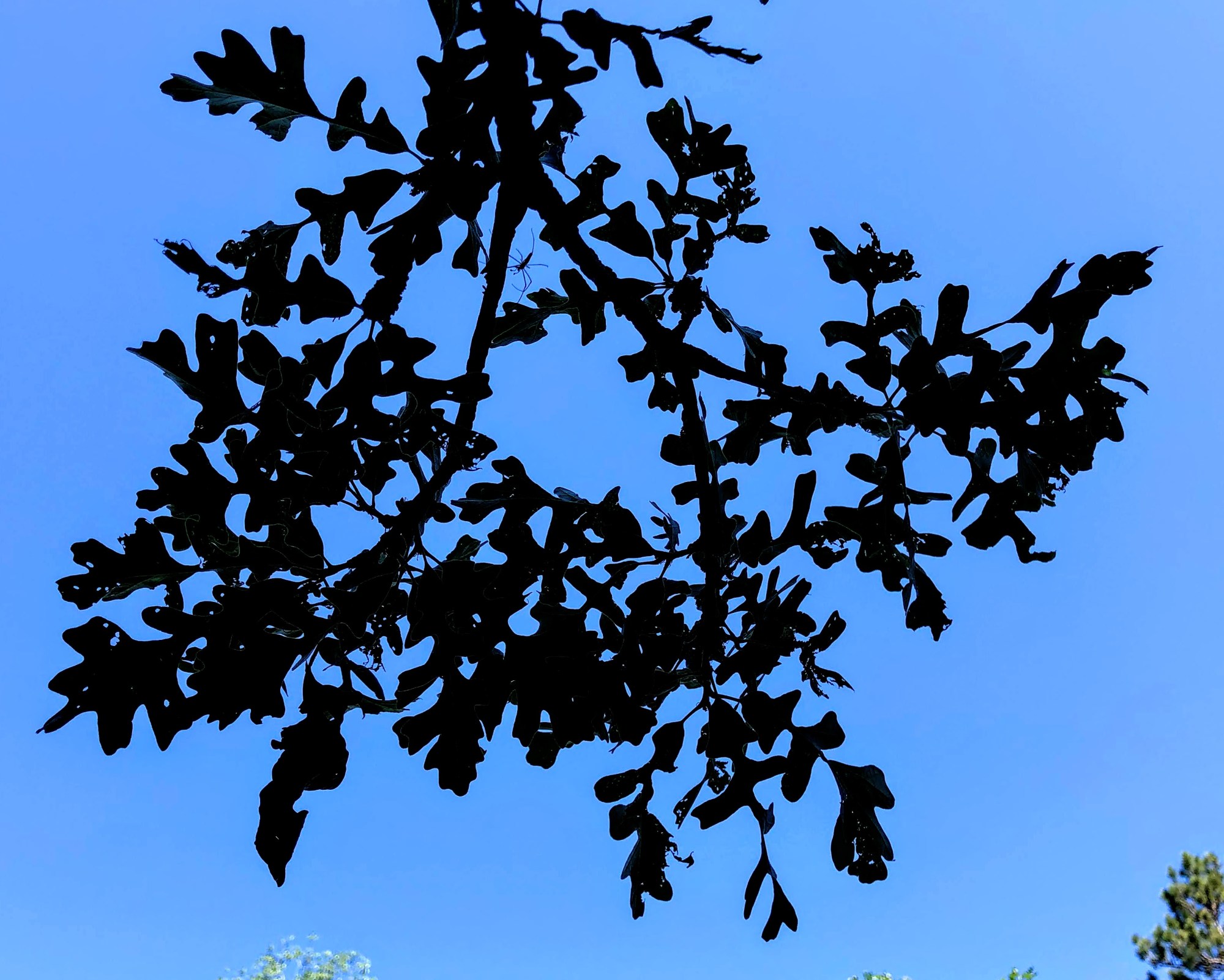 Oaks of Northern Minnesota – North MN Outdoors