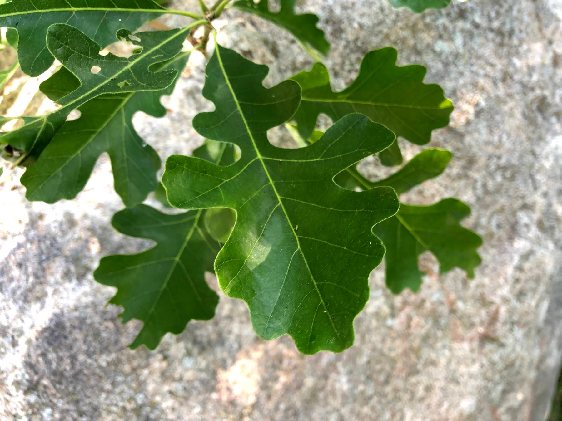 Oaks of Northern Minnesota – North MN Outdoors