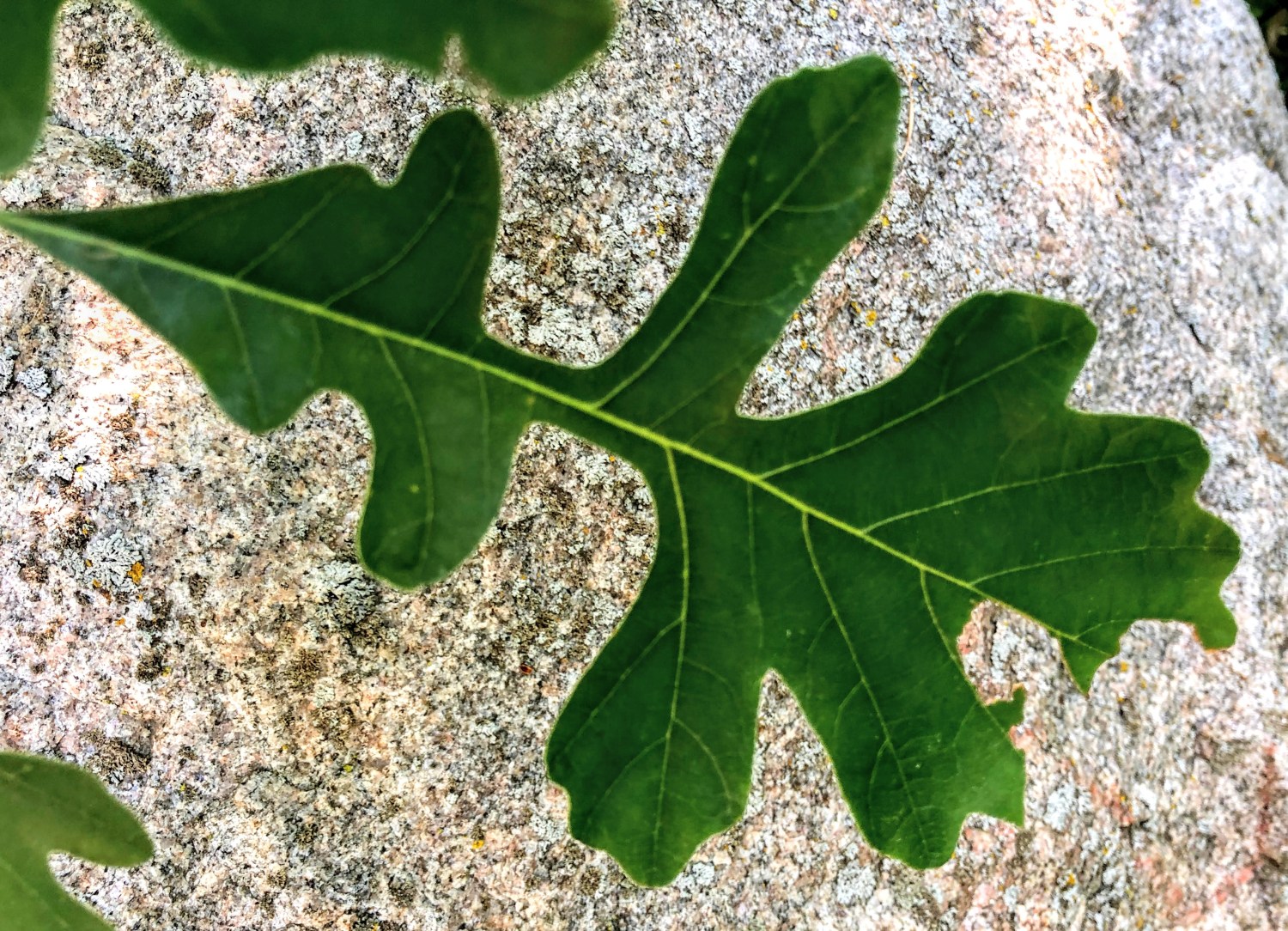 Oaks of Northern Minnesota – North MN Outdoors