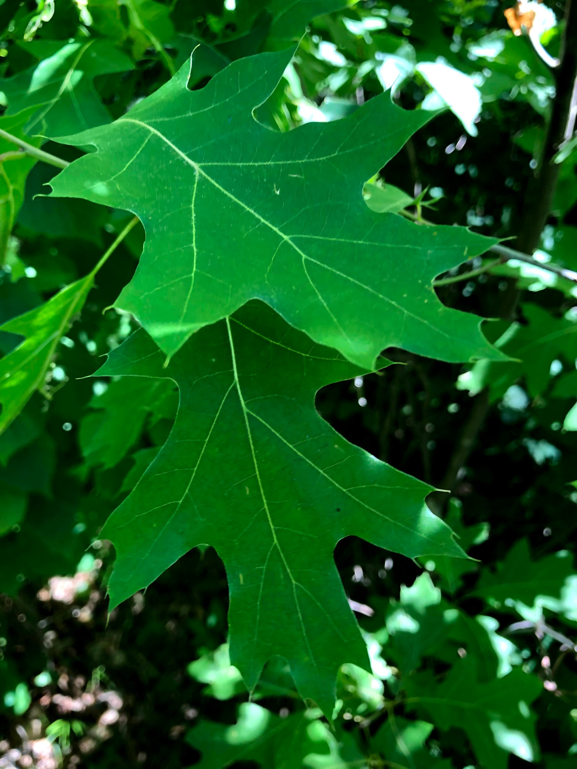 Oaks of Northern Minnesota – North MN Outdoors