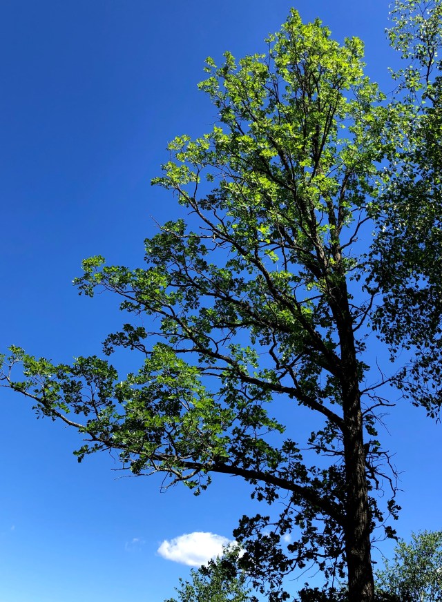 Oaks of Northern Minnesota – North MN Outdoors