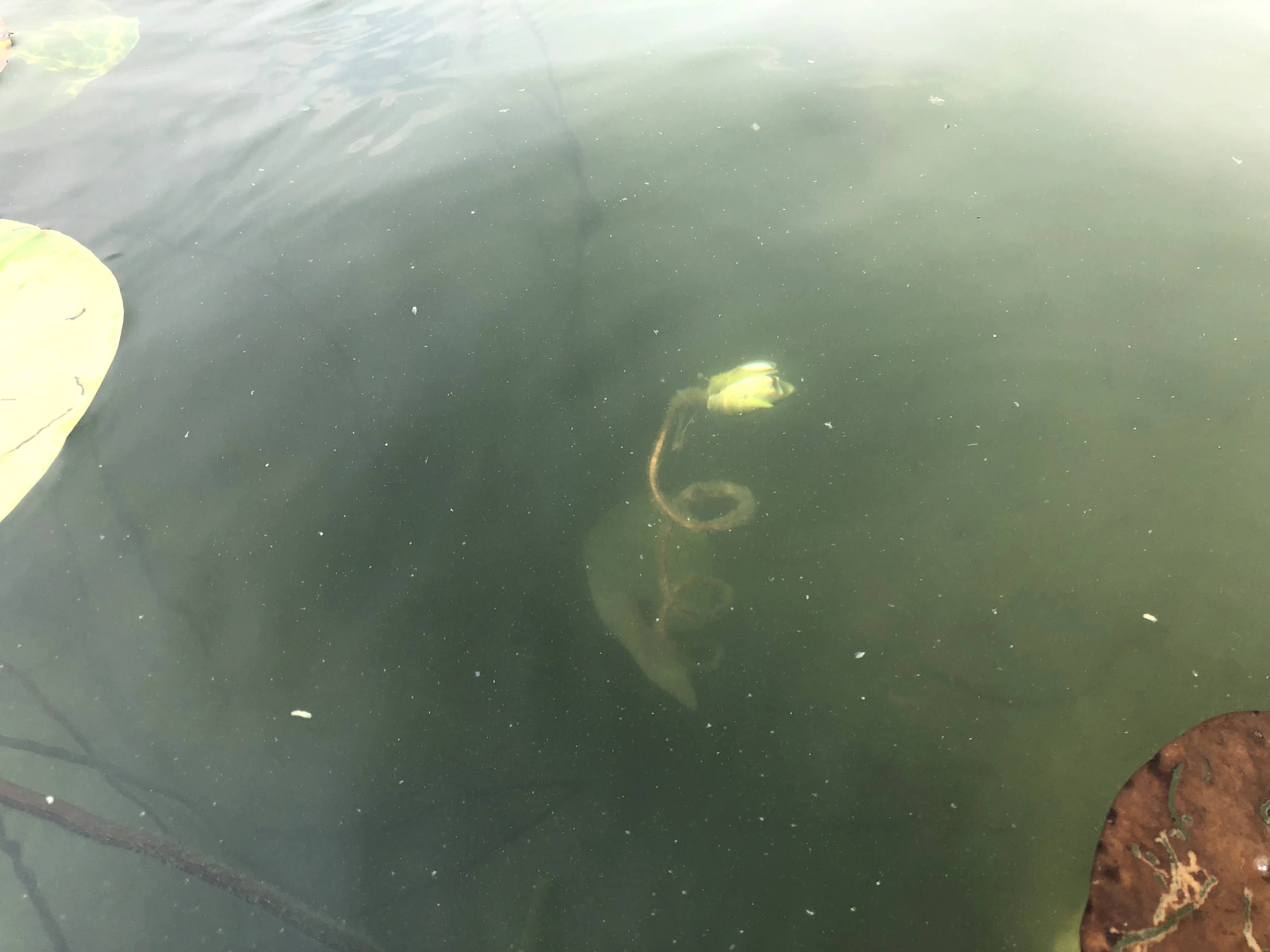 Water Lily Pollination – North MN Outdoors