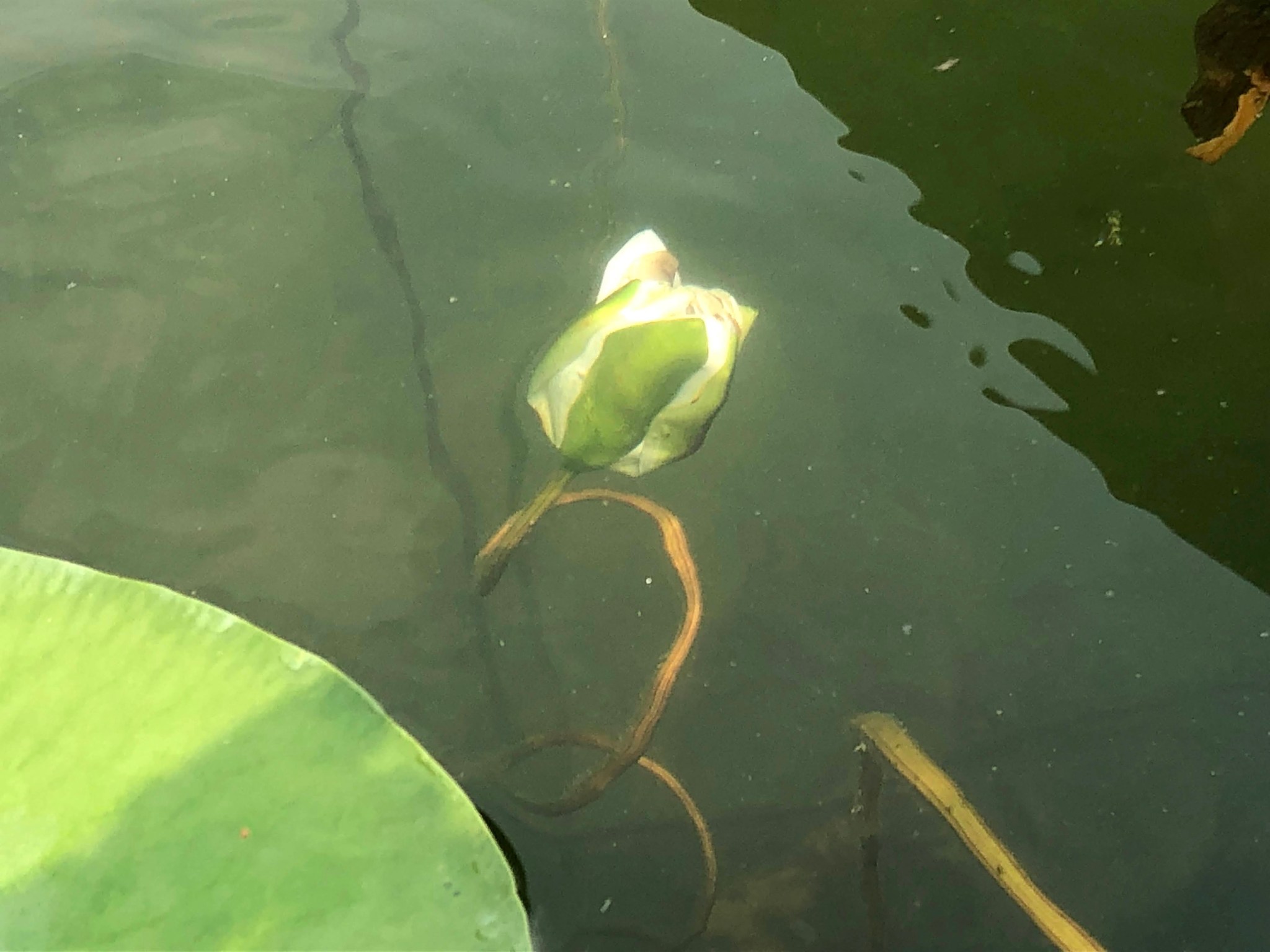 Water Lily Pollination – North MN Outdoors