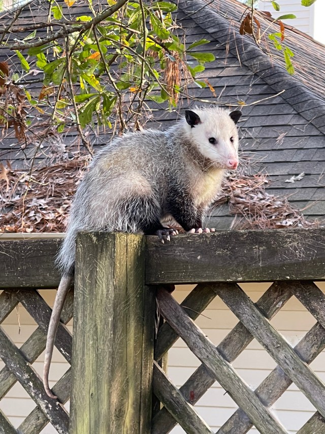 Suburban Opossum – North MN Outdoors