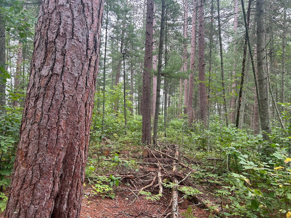 The Lost 40; A Remnant of Old Growth Forest in Minnesota – North MN ...