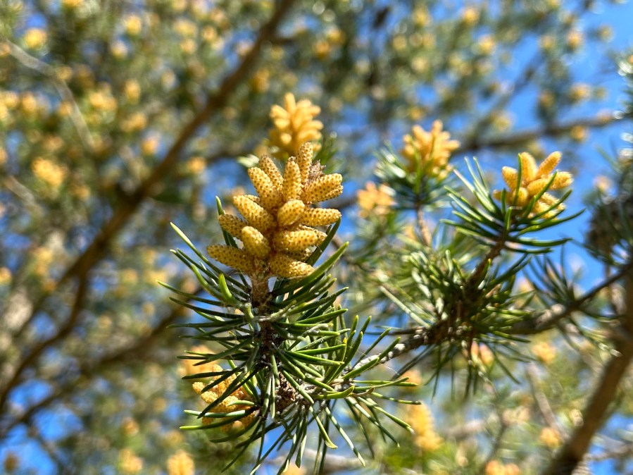 Jack Pine – North MN Outdoors